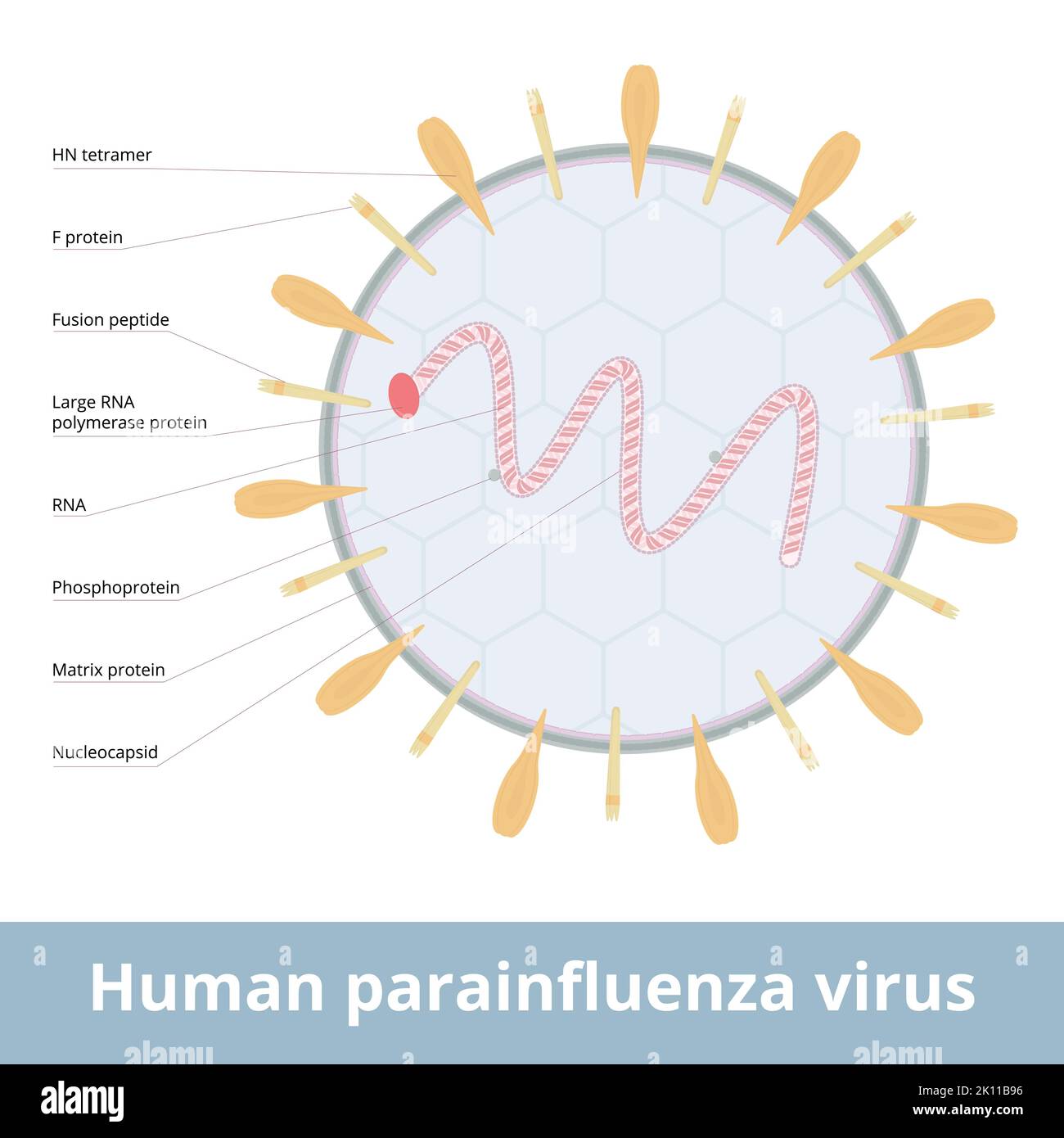 Single stranded rna virus Banque de photographies et d’images à haute ...