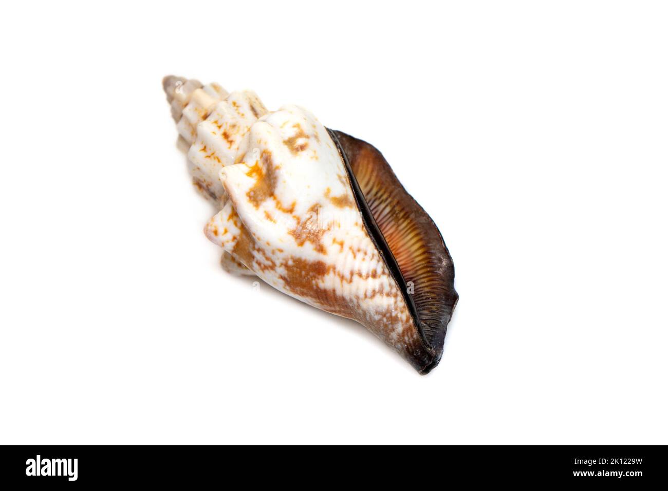 Image du canarium urceus est une espèce d'escargot de mer, un mollusque ...