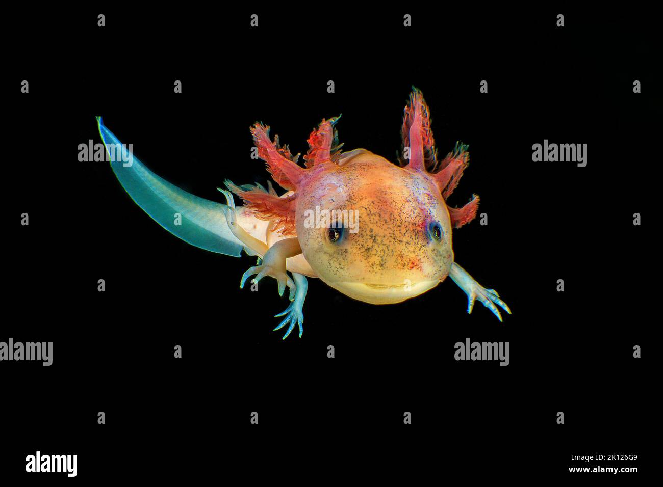 Axolotl ambystoma Banque de photographies et d’images à haute ...