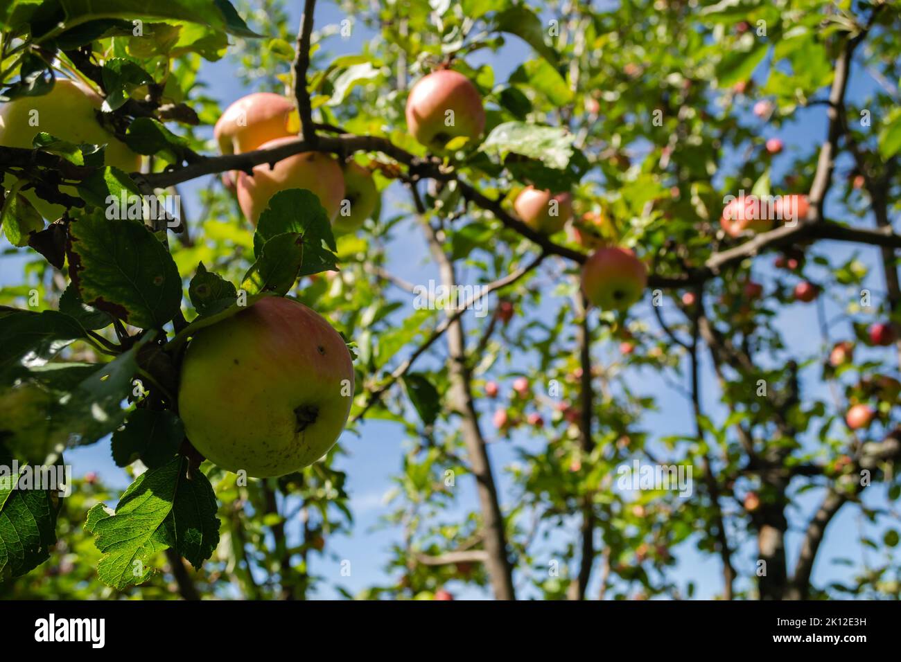 Pommier aux fruits rouges mûrs. Fruits mûrs de pomme dans la couronne ...