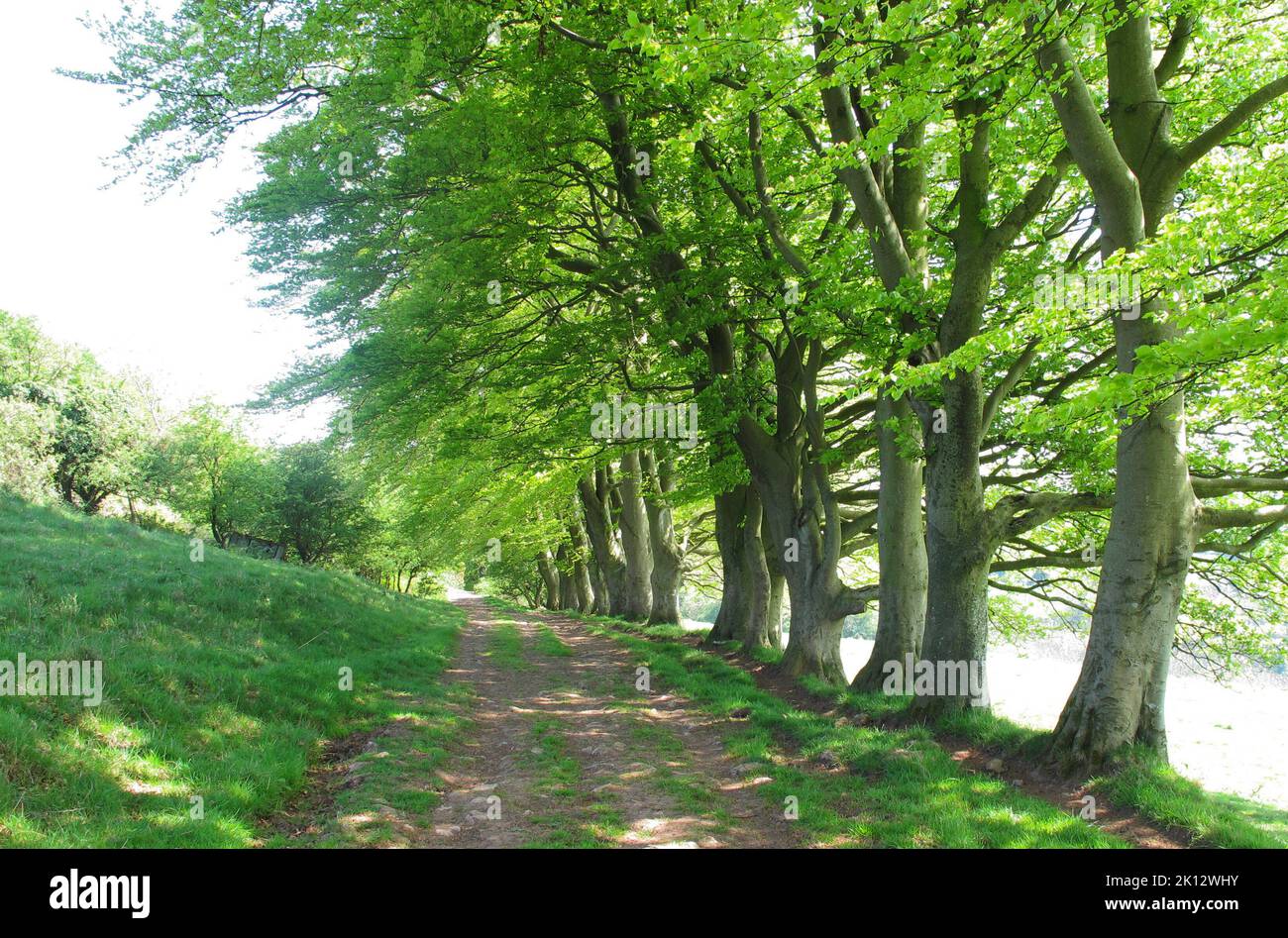 Ligne d'arbre Banque de photographies et d’images à haute résolution ...