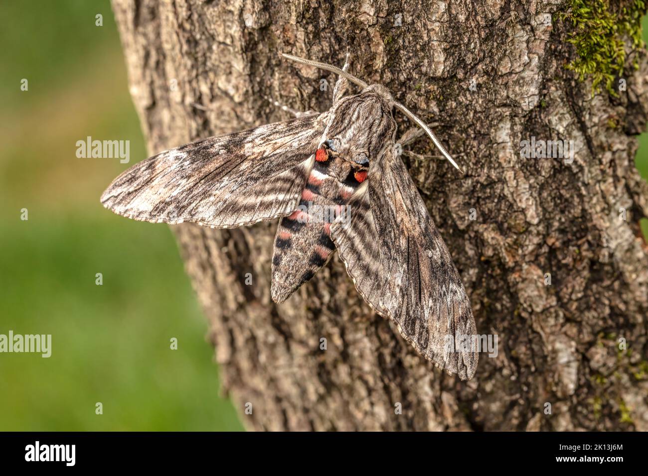 Windenschwärmer, Schwärmer, Agrius convolvuli, Sphingidae, Nachtfalter ...