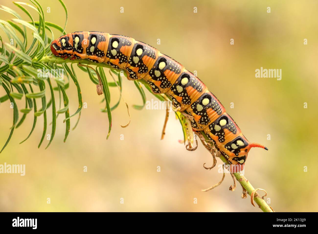 Schmilchwärmer, Schwärmer, Sphingidae, Hyles Euphorbiae, Nachtfalter ...