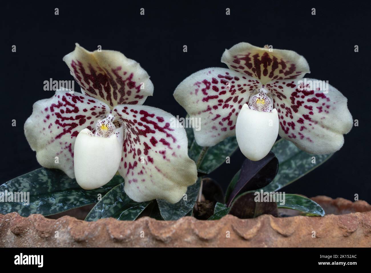 Vue rapprochée de la belle dame slipper orchidée espèce paphiopedilum ...