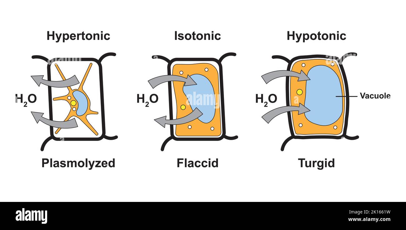 Morpholigical Differences Between Turgid Cell And Plasmolysed Cell ...