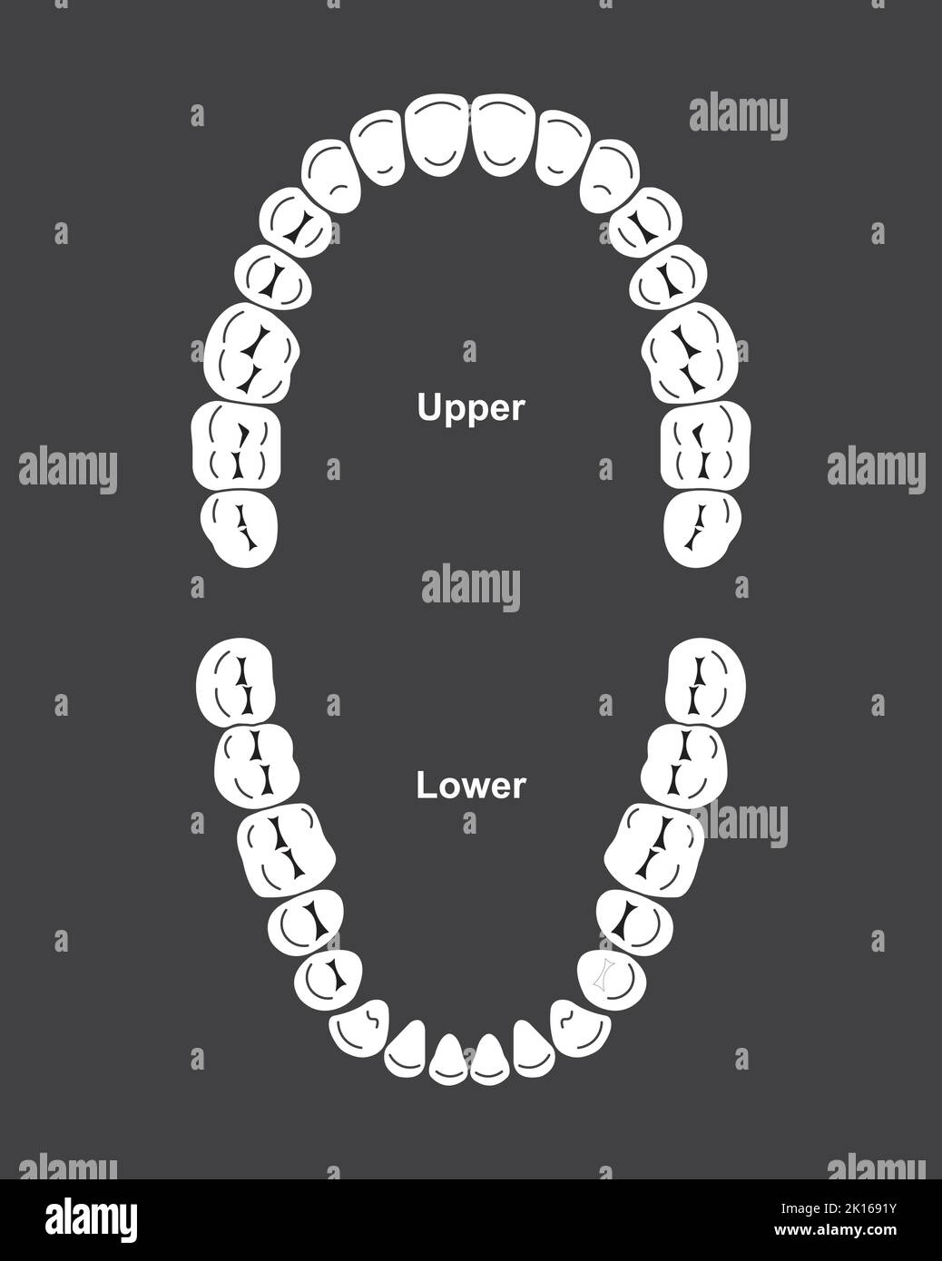 Conception scientifique de dents humaines permanentes. Tableau ...