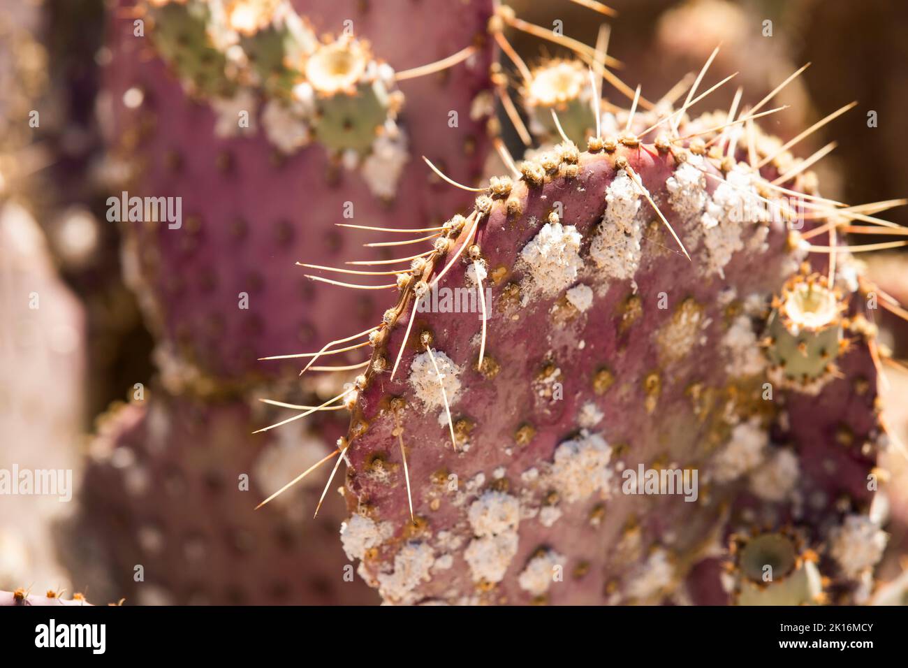 Cochineal dactylopius coccus Banque de photographies et d’images à ...