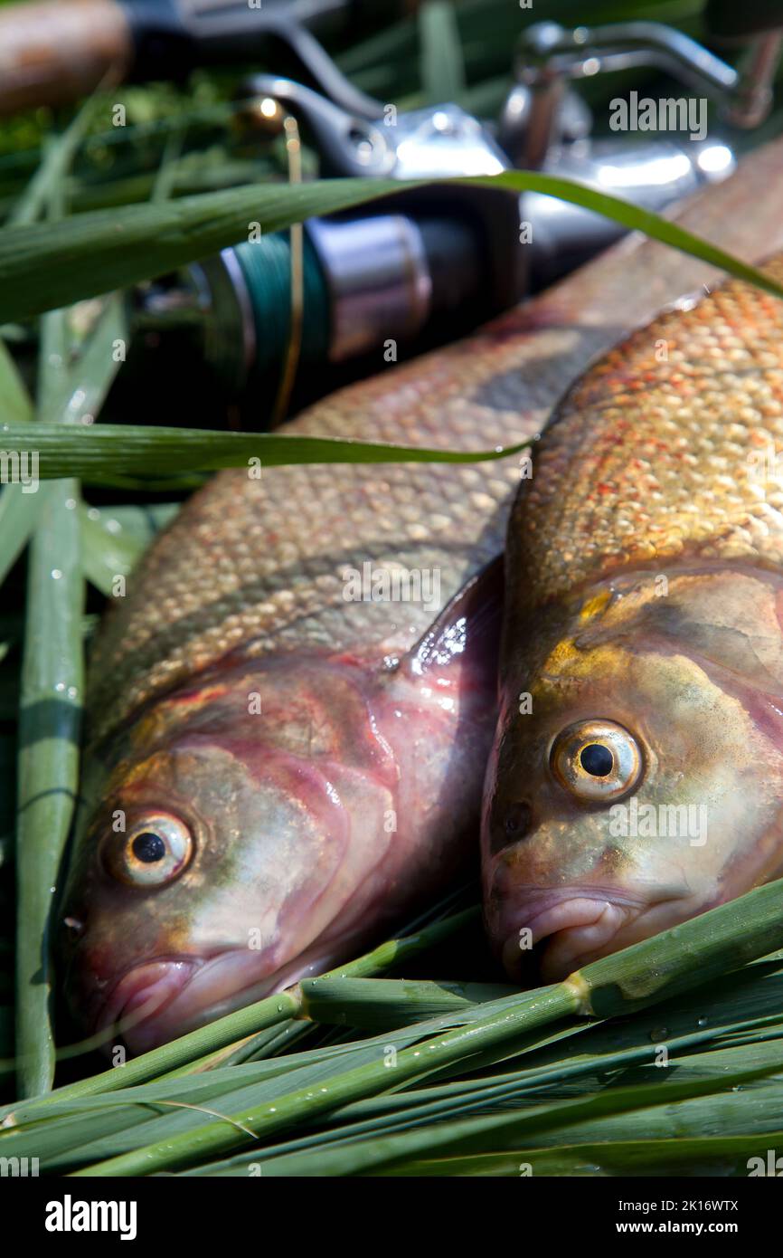 La bonne pêche. Vue rapprochée d'un peu pris de l'eau douce de l'eau ...
