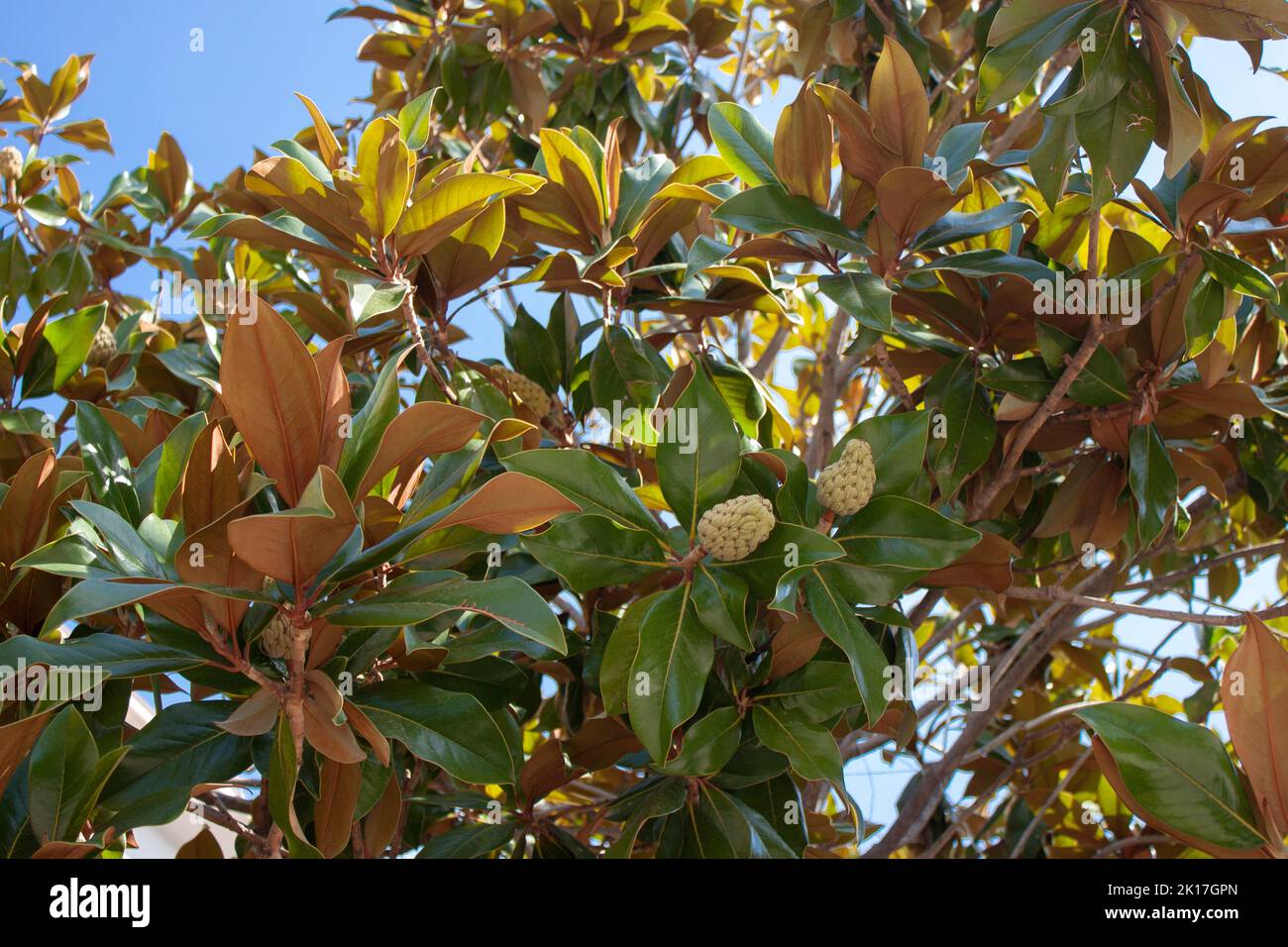 Branches du magnolia grandiflora avec des fruits sur fond de ciel ...