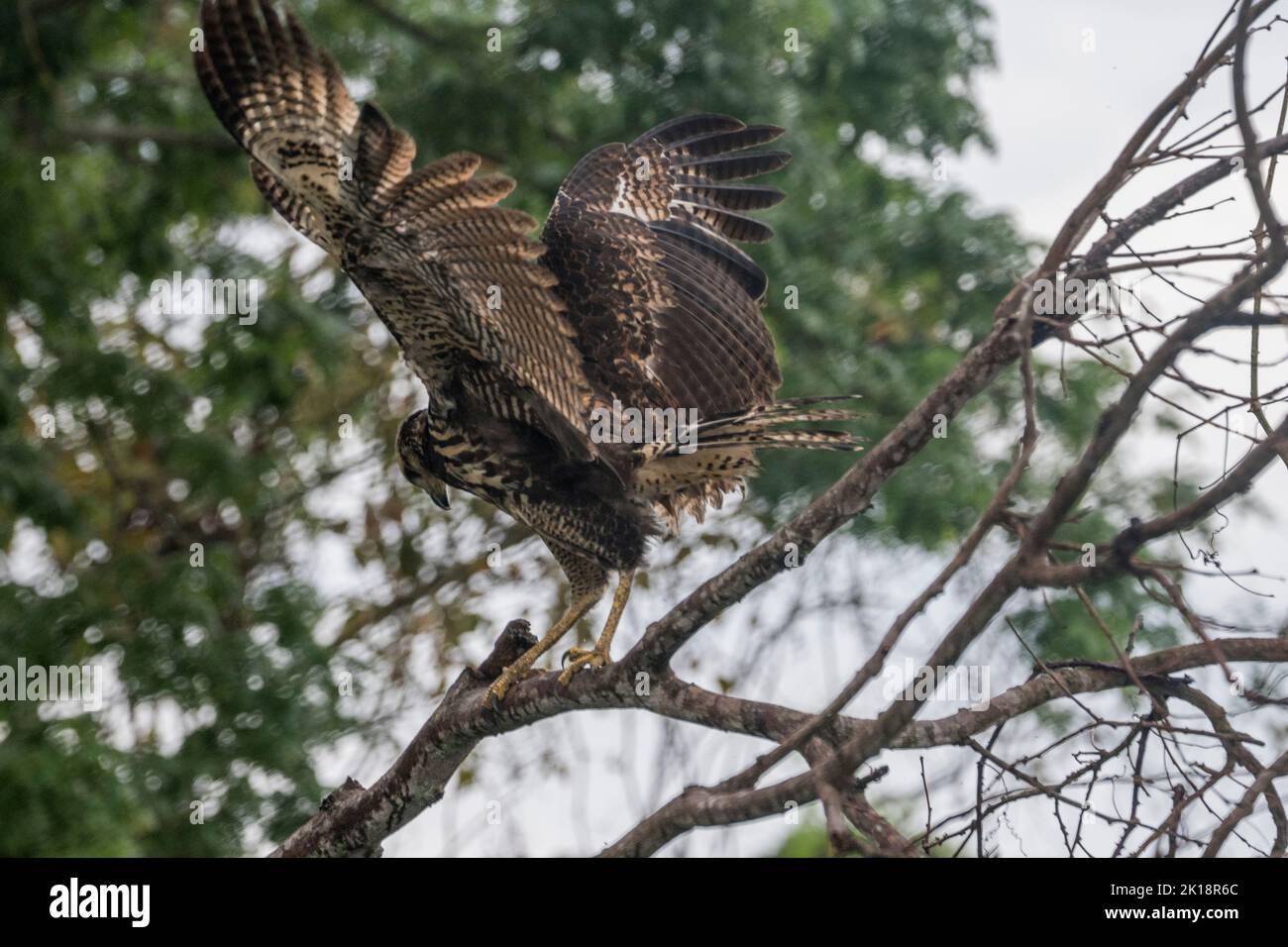 Un faucon noir commun juvénile (Buteogallus anthracinus) perché dans un ...