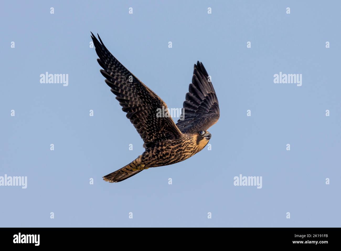 (Ottawa, Canada---15 septembre 2022) Un faucon pèlerin qui vole loin ...