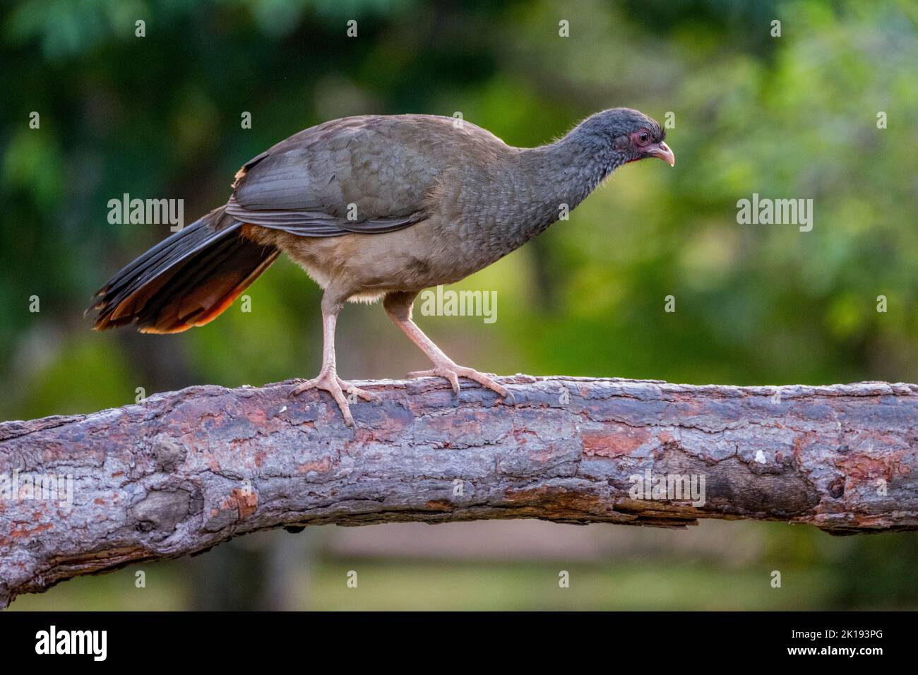 Un Chaco Chachalaca (Ortalis canicollis) perché dans un brousse près de ...