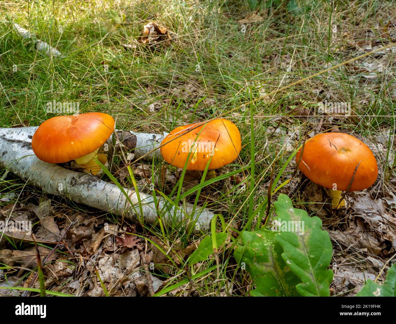 Gros plan sur les champignons Amanita Caesarea (Mushroom de César) sur ...