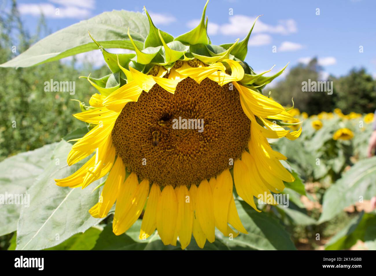 Tournesol et abeilles Banque de photographies et d’images à haute ...