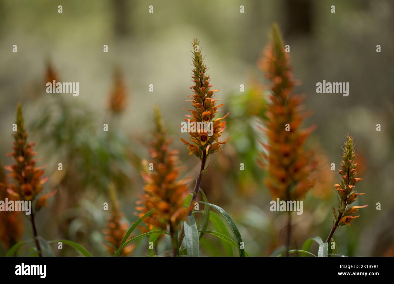 Digitalis canariensis Banque de photographies et d’images à haute ...