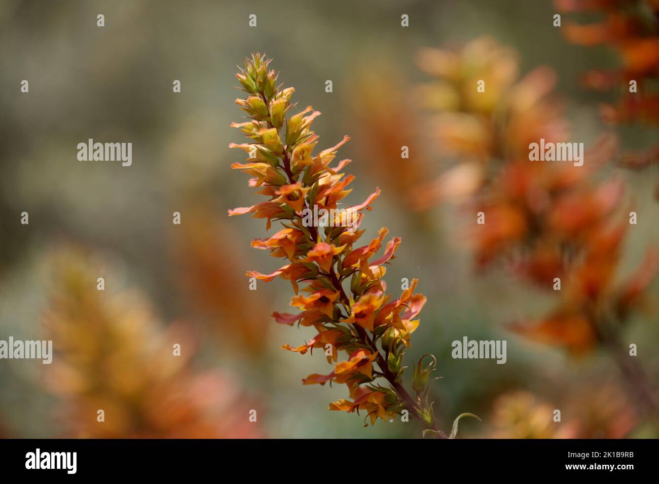Digitalis canariensis Banque de photographies et d’images à haute ...