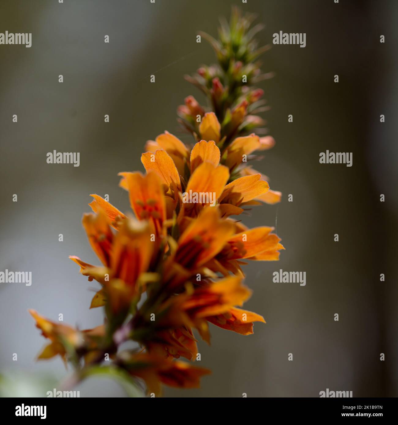 Digitalis canariensis Banque de photographies et d’images à haute ...