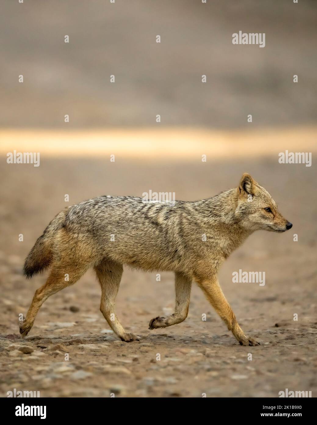 profil latéral de Canis aureus ou de Golden Jackal courant ou ...