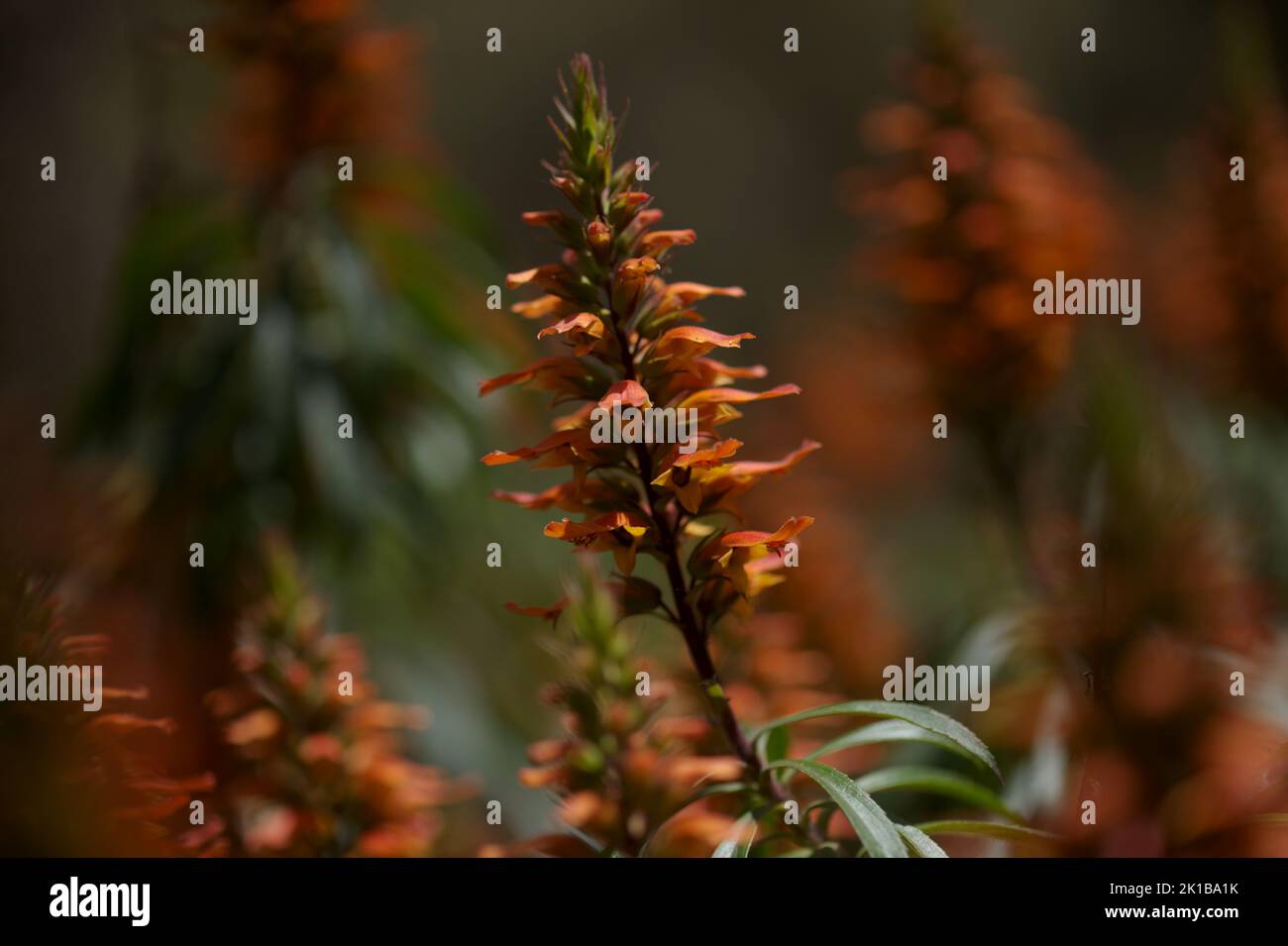 Digitalis canariensis Banque de photographies et d’images à haute ...