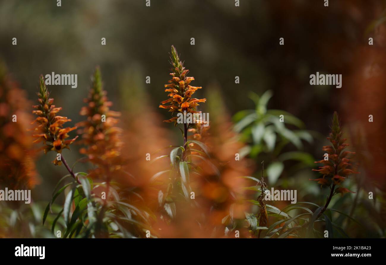 Flore de Gran Canaria - fleurs orange et rouge d'Isoplexis isabelliana ...