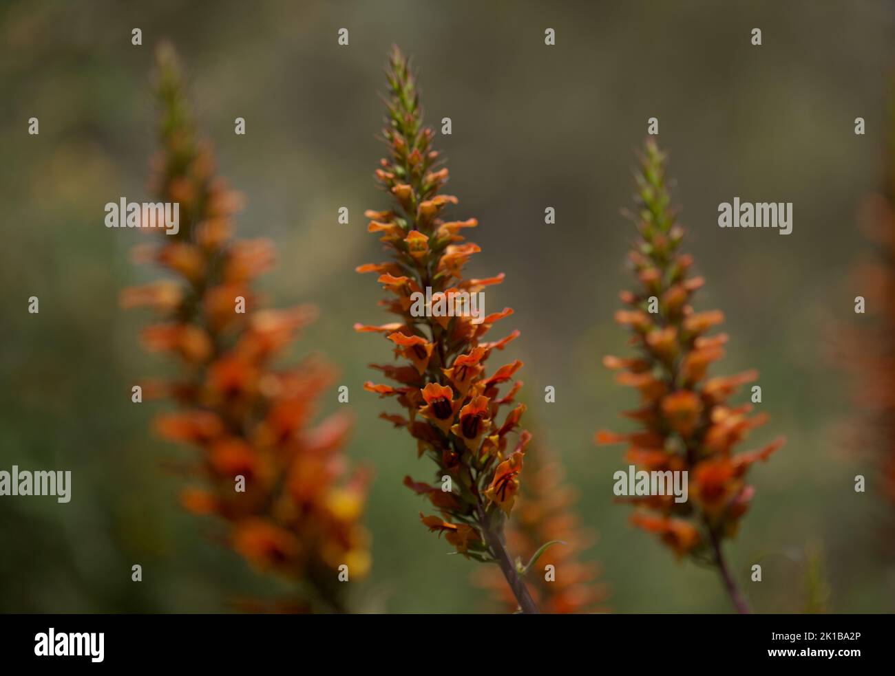 Flore de Gran Canaria - fleurs orange et rouge d'Isoplexis isabelliana ...