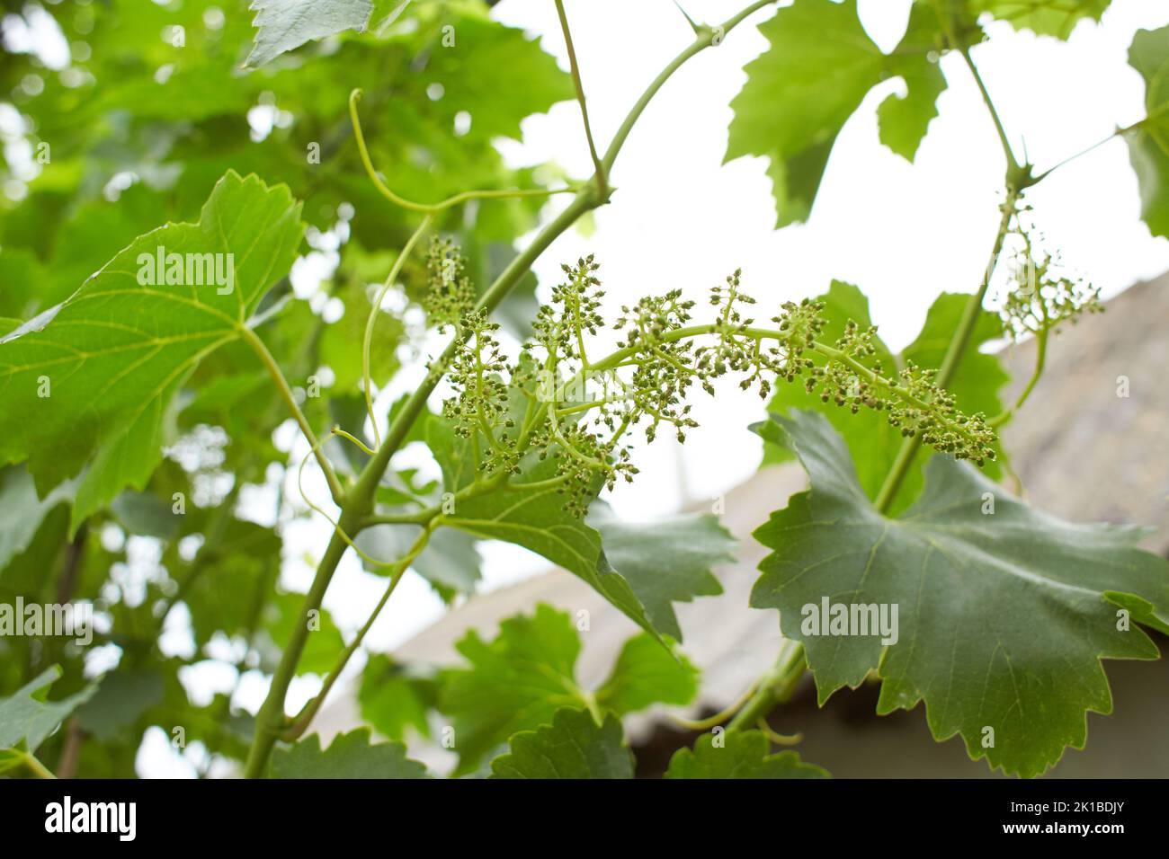 Les raisins de la vigne avec bébé et fleurs - floraison de la vigne ...