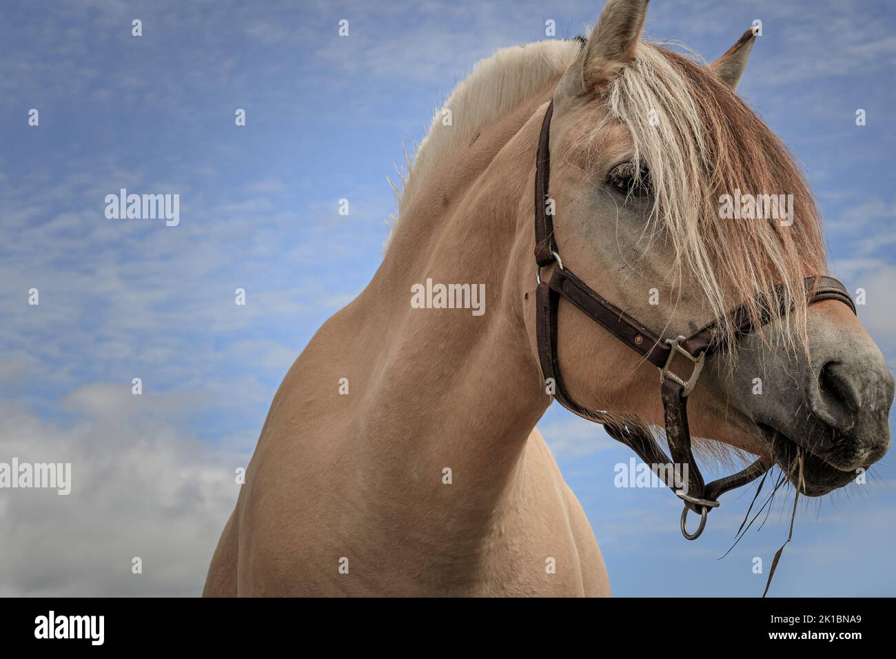 Fjord cheval Banque de photographies et d’images à haute résolution - Alamy
