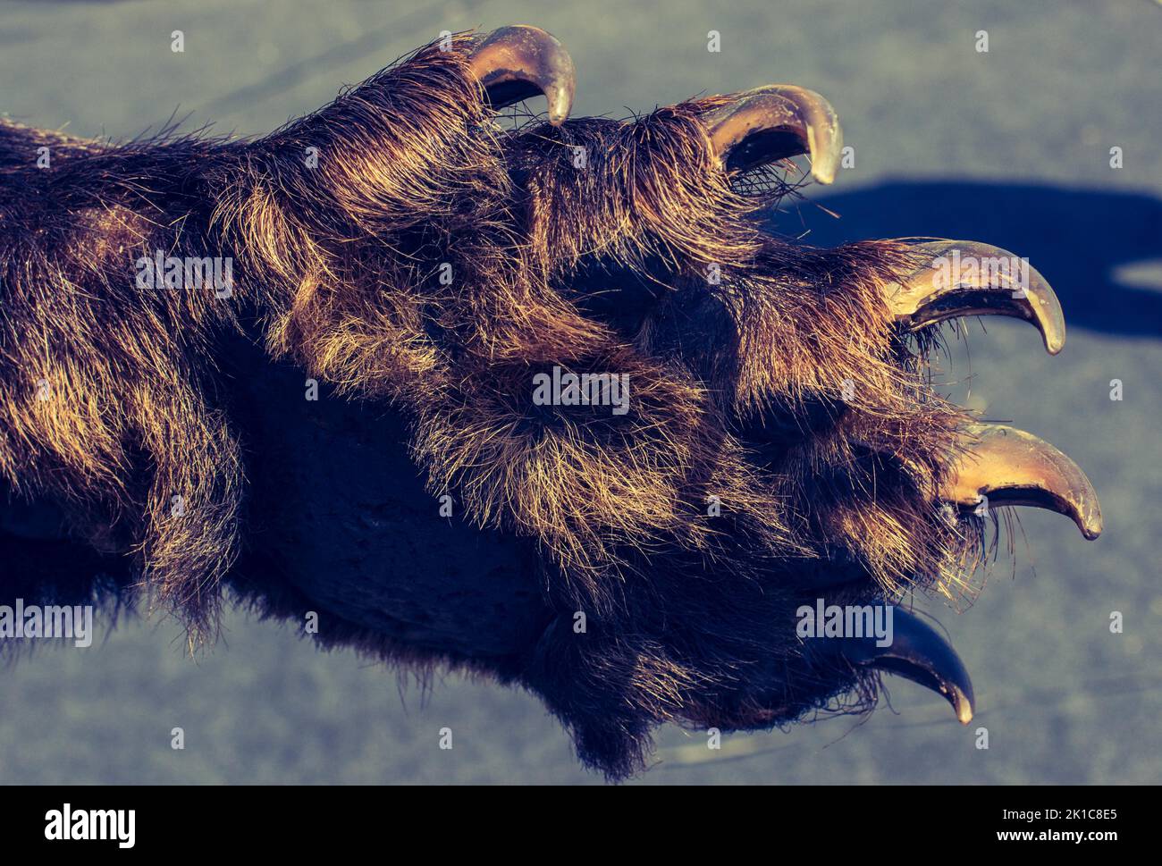 La patte d'ours Banque de photographies et d’images à haute résolution ...