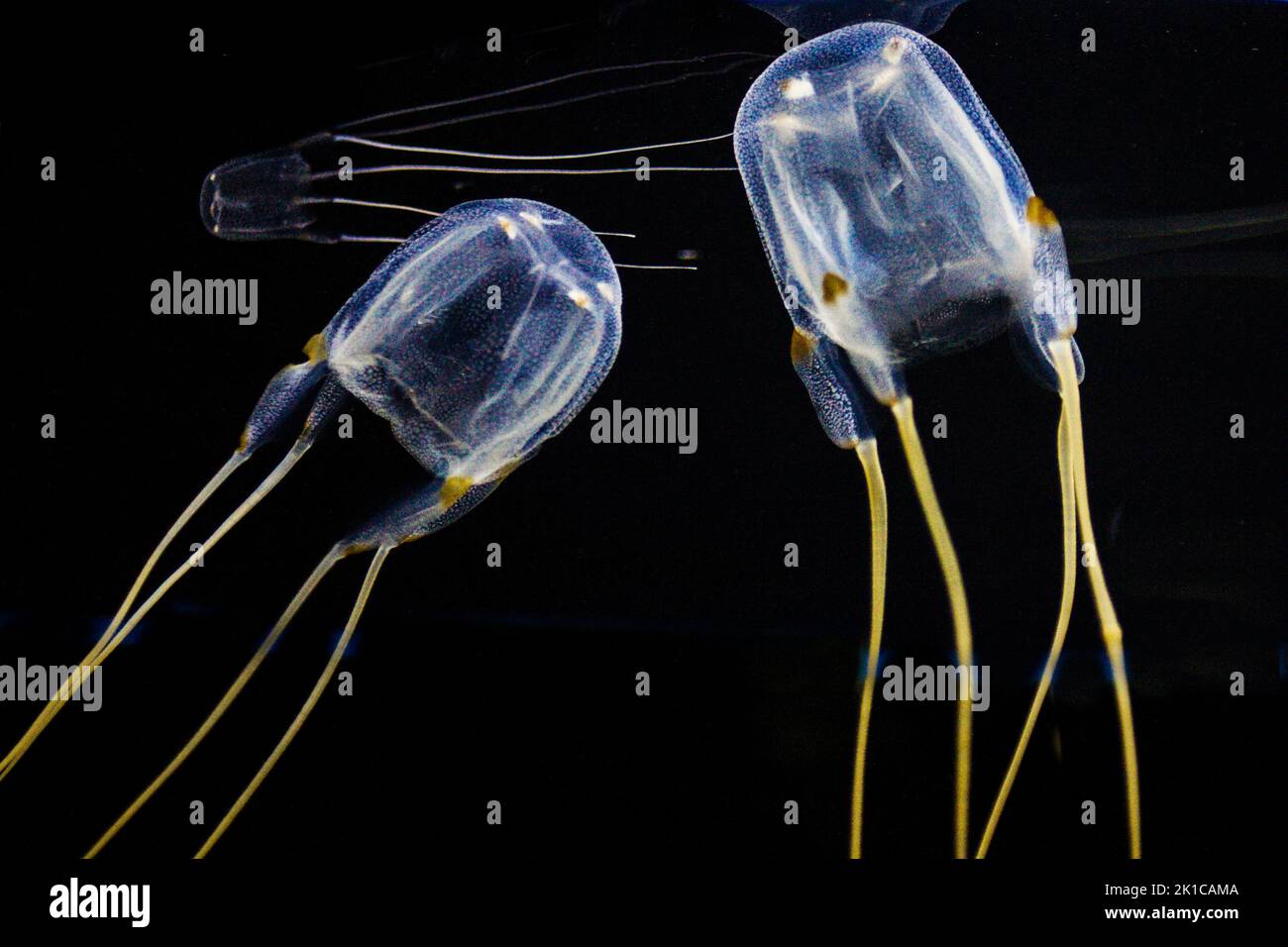 Méduse commun de lune (Aurelia aurita), Aquarium Two Oceans, le Cap ...