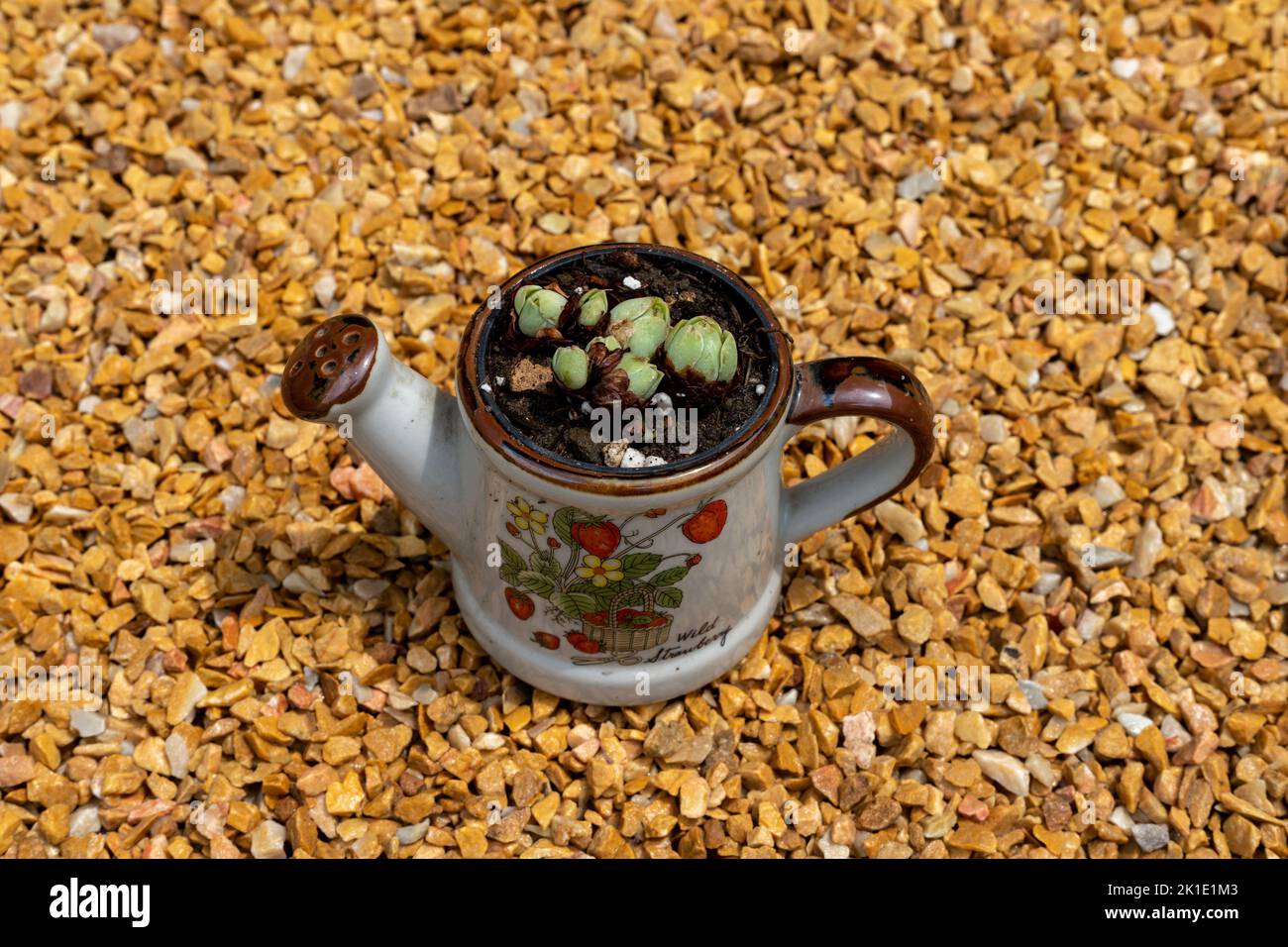 Rare succulents Banque de photographies et d’images à haute résolution ...