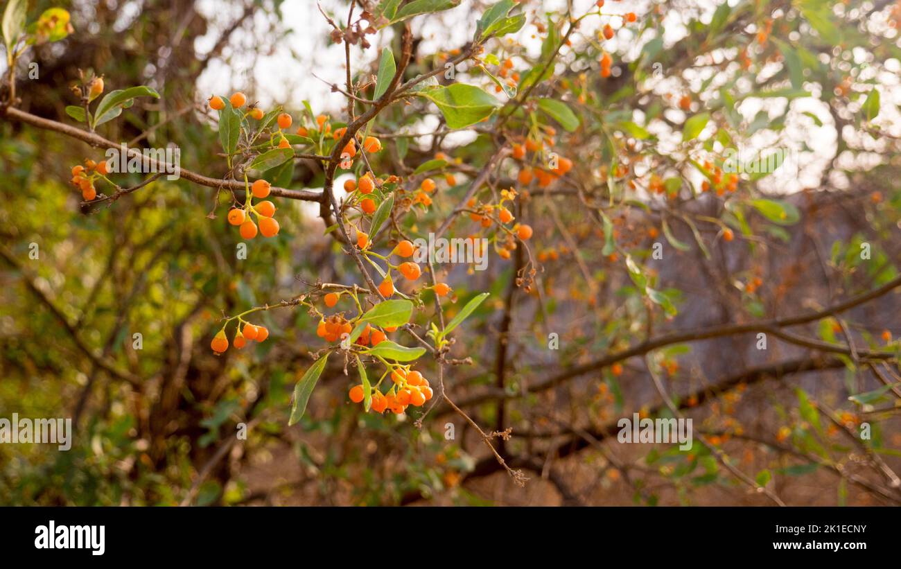 Fruit sauvage comestible Banque de photographies et d’images à haute ...