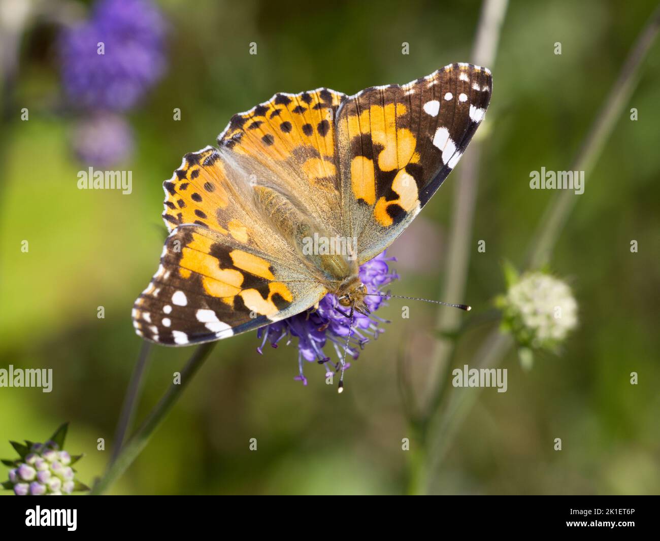 V cardui Banque de photographies et d’images à haute résolution - Alamy