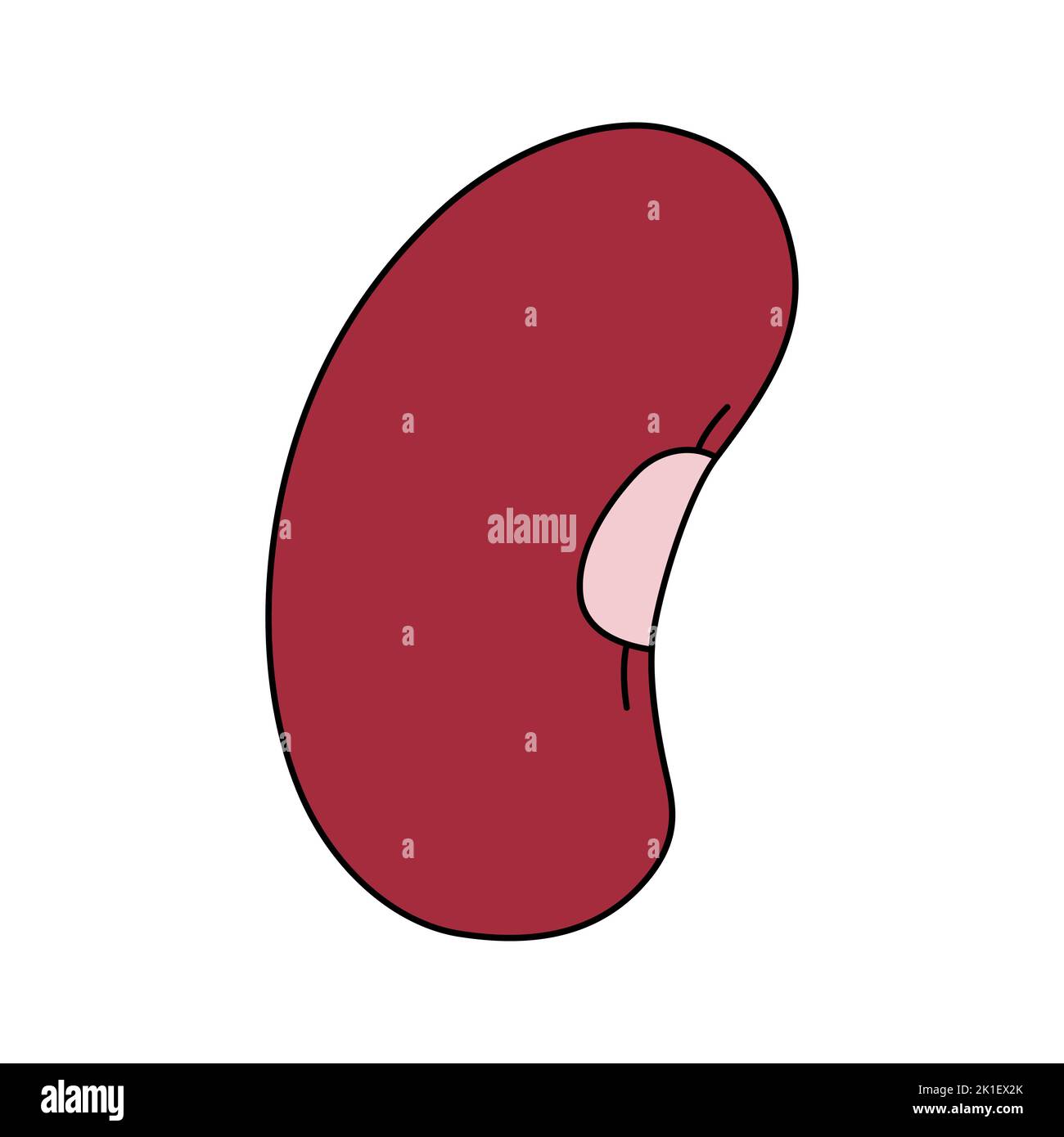 Grain de haricot de style dessin animé. Illustration vectorielle isolée ...