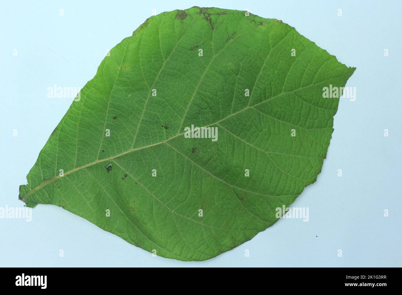 Teak wood texture Banque de photographies et d’images à haute ...