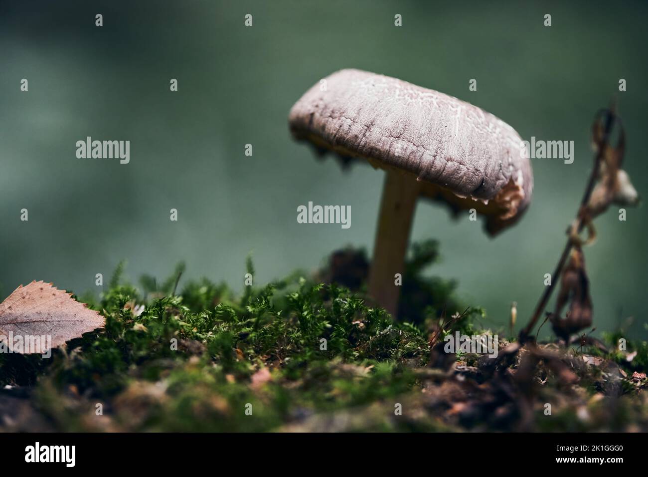 Le champignon sauvage non comestible pousse dans la forêt près de ...