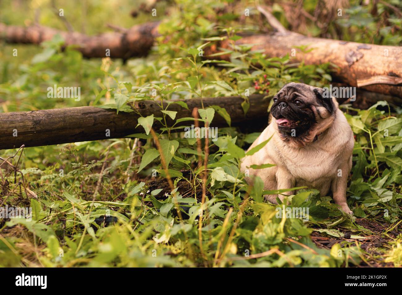 Chien PUG avec une bouche ouverte et sa langue qui dépasse.et assis ...