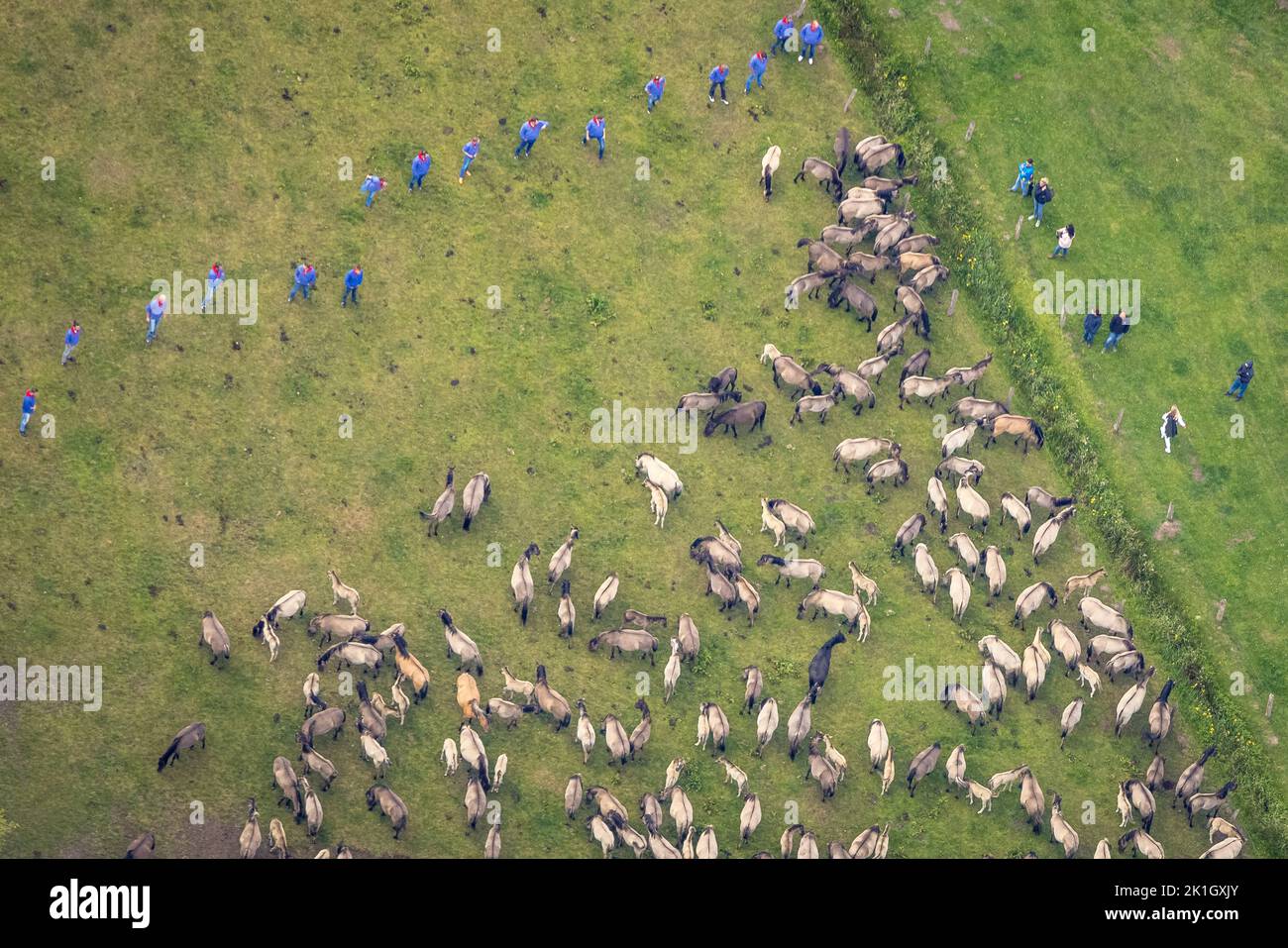 Vue aérienne, prise de chevaux sauvages à Merfelder Bruch près de ...