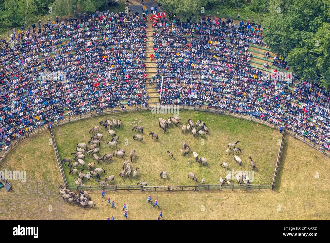 Vue aérienne, prise de chevaux sauvages à Merfelder Bruch près de ...