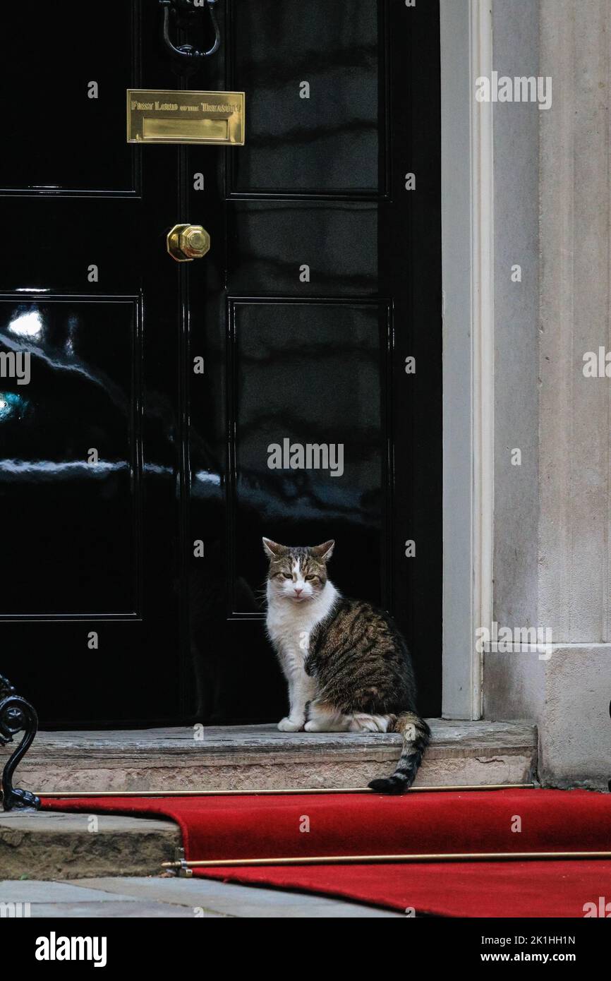 Londres, Royaume-Uni. 18th septembre 2022. Larry, le chat de Downing ...