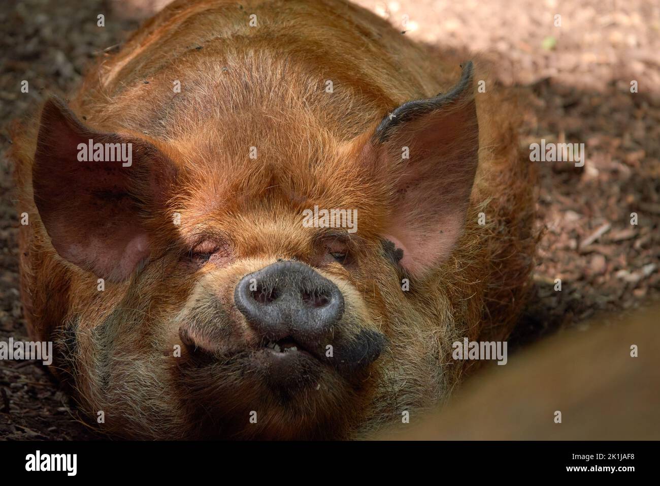 Une race de porc domestique Banque de photographies et d’images à haute résolution - Alamy