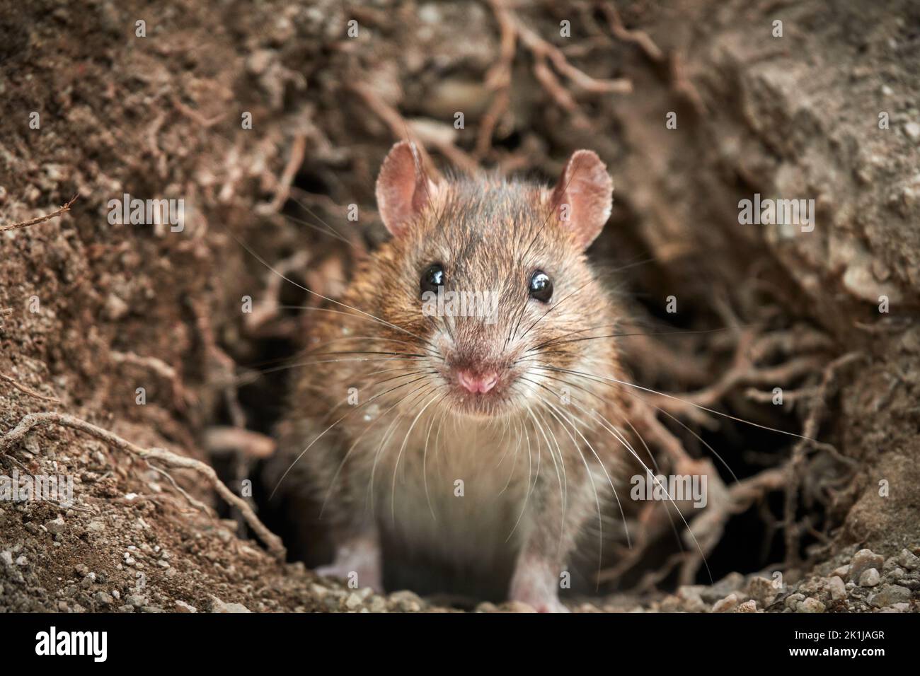 Trou de rat Banque de photographies et d’images à haute résolution - Alamy