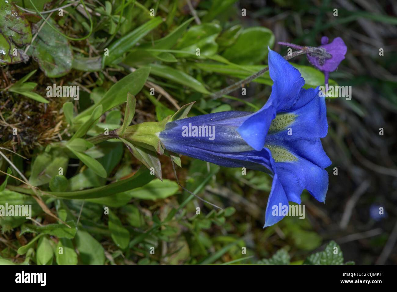 Trompette pyrénéenne Gentiane, Gentiana occidentalis, en fleur dans les ...