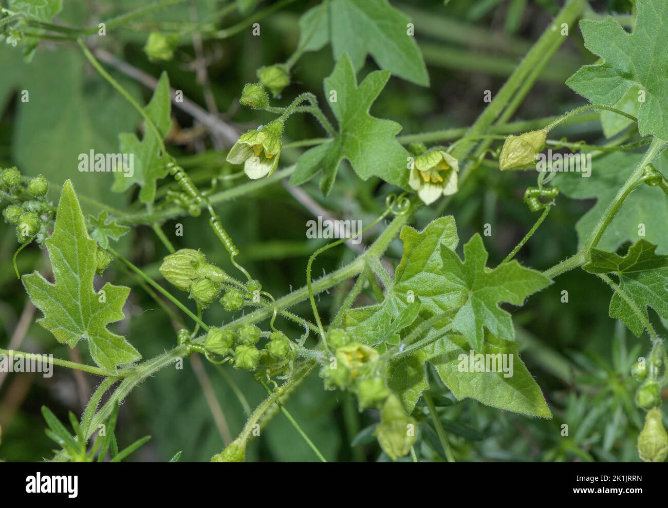 Bryonia cretica dioica Banque de photographies et d’images à haute ...