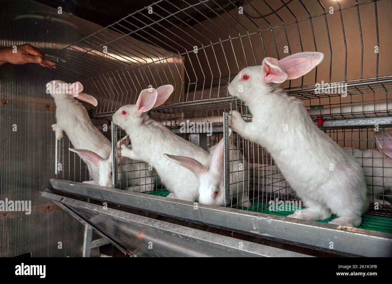 Race de lapin blanc Pannon. Trois lapins sont debout près des cages ...
