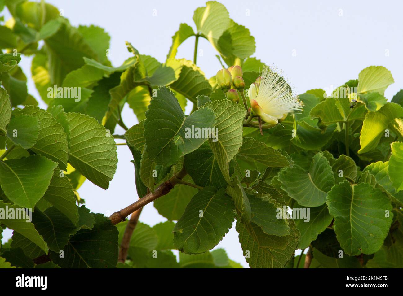 Goias, Brésil – 18 septembre 2022 : arbre péqui à fleurs. Fleurs sur l ...