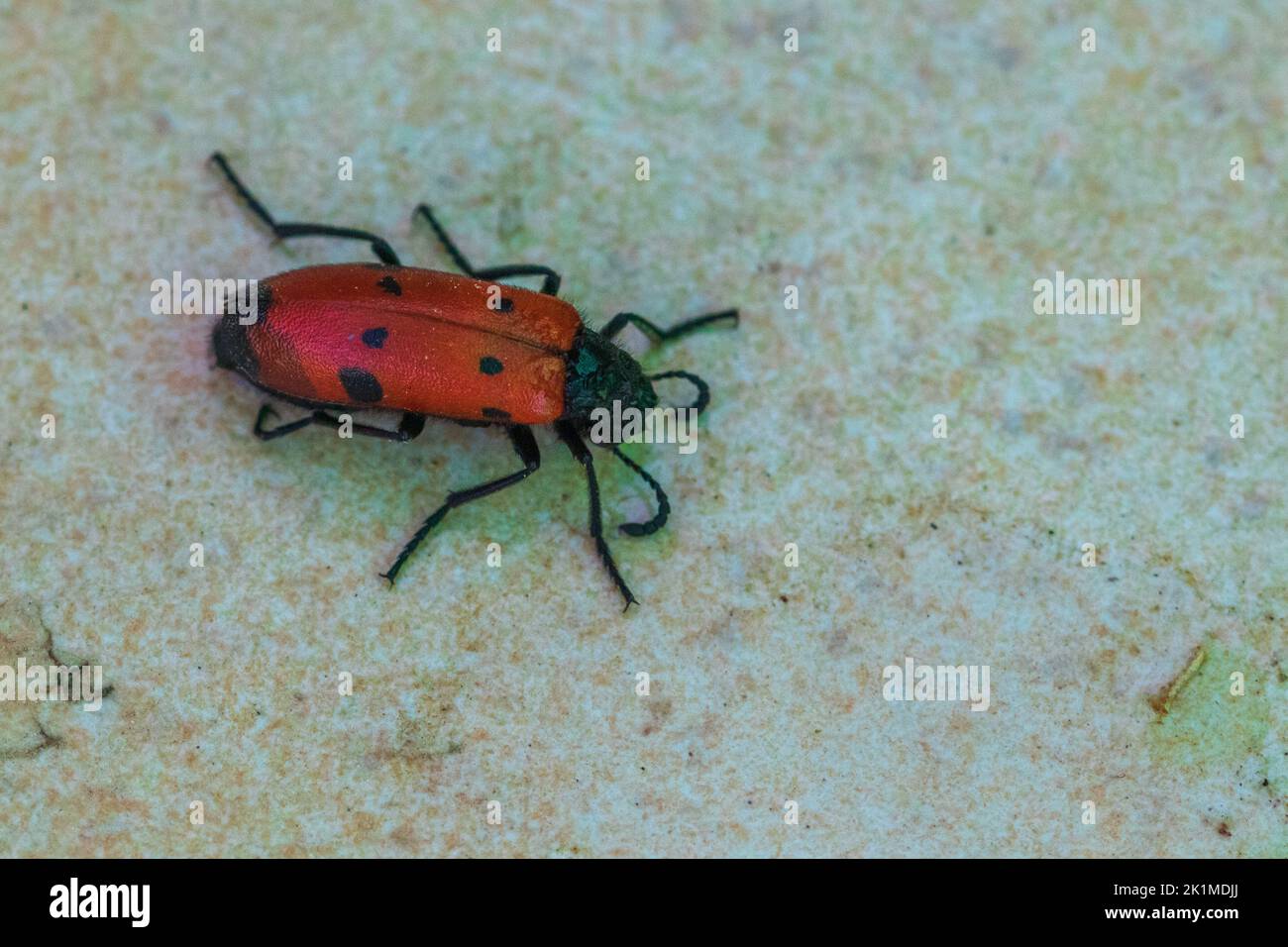 Coccinelles du nord Banque de photographies et d’images à haute résolution - Alamy