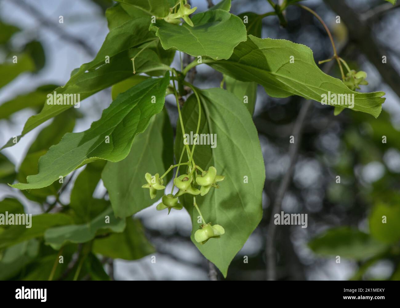 Arbre fusain euonymus latifolius Banque de photographies et d’images à ...