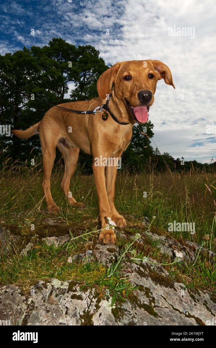 Renard labrador retriever rouge Banque de photographies et d’images à ...