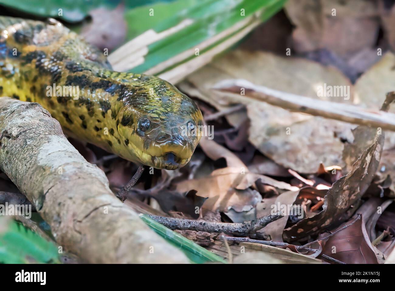 Yellow anaconda eunectes notaeus Banque de photographies et d’images à ...