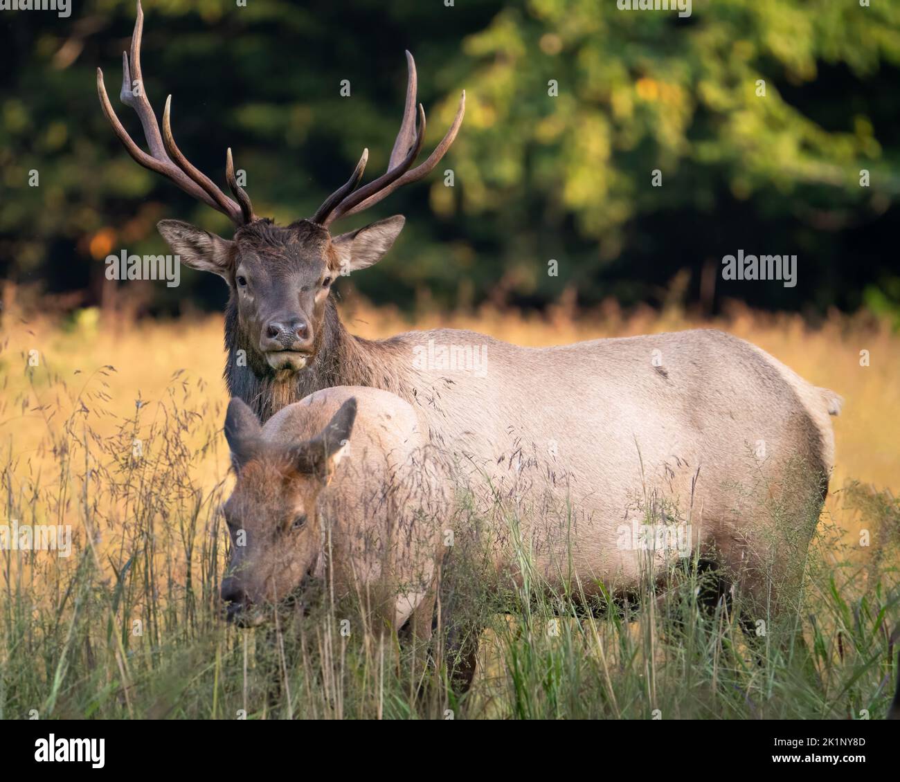 Vache accouplement avec taureau Banque de photographies et d’images à haute résolution - Alamy
